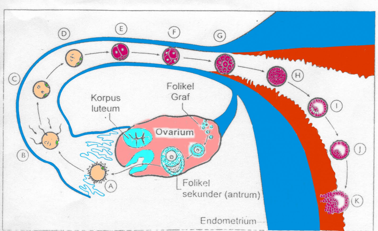 biologikami: gambar perkembangan dan perjalanan ovum