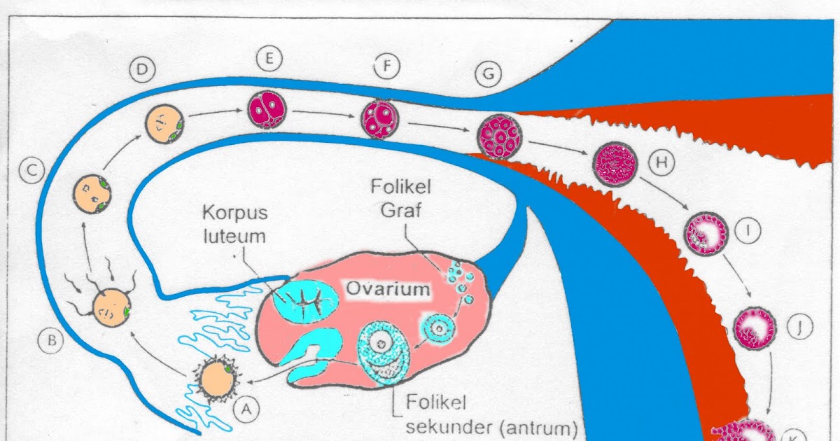 biologikami: gambar perkembangan dan perjalanan ovum