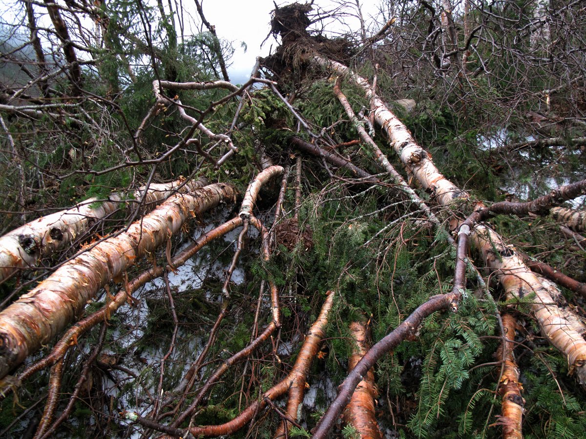 White Mountain Sojourn: 5-14-10 Avalanche Track in Ammonoosuc Ravine