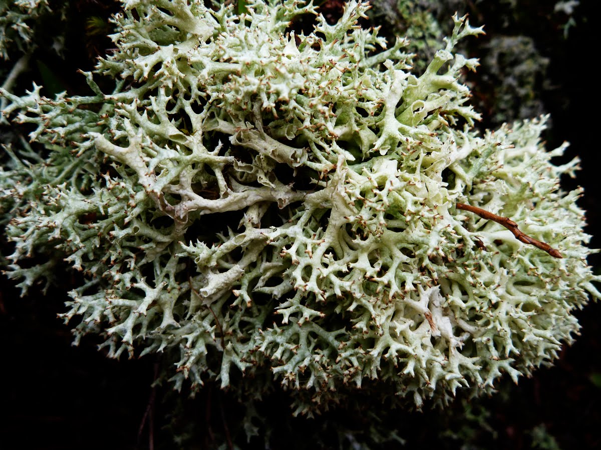 White Mountain Sojourn: 6-11-10 Lakes of the Clouds, Alpine Flowers