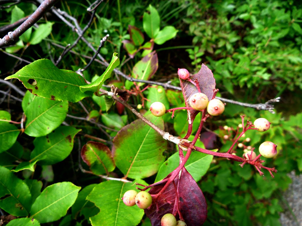 White Mountain Sojourn: 8-20-10 Zealand Pond, Zealand Valley