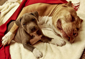 Positive & Affirmative thoughts to the universe: DOG WHISPER CESAR ...