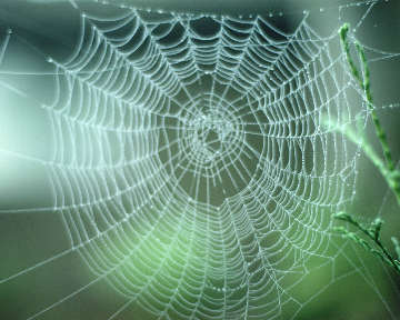 Blog Ustaz Dr Shauqi: Rumahtangga Labah-Labah