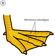 Locomoção Animal: Mecanismos para a locomoção