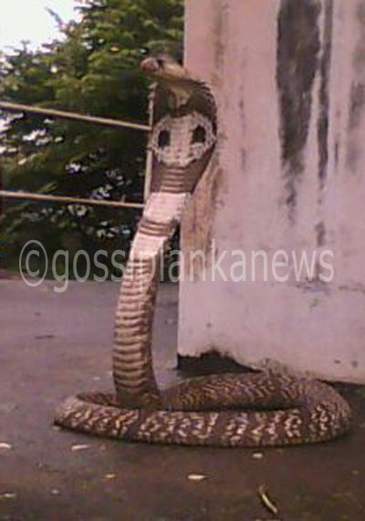 Always Fresh News: Muchalinda Snake in Galgamuwa