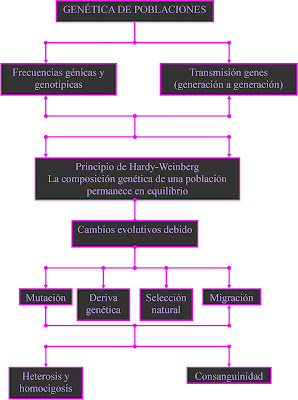 JENNIFER: GENÉTICA DE POBLACIONES