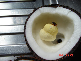 Círculo mágico!!!: COCO GERMINADO!!!