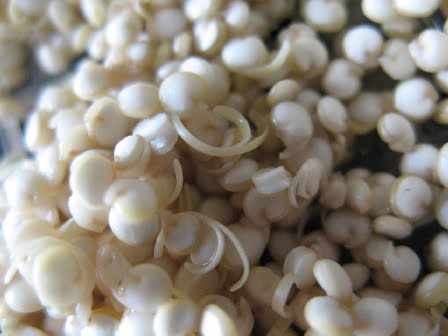 Cooking Meatless for a Month, or More...: Quinoa Sprouts