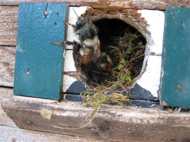 Bumble bees in bird house - Beediverse Mason Bees