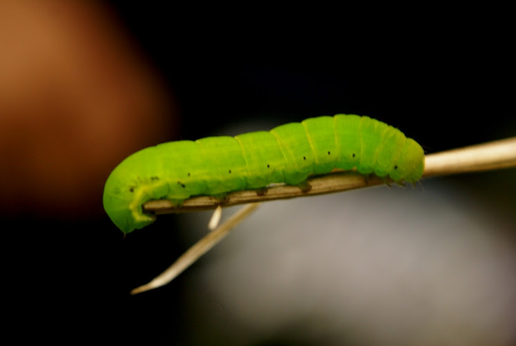 Animais: Invertebrados