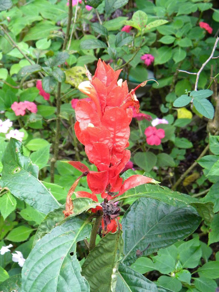 Our Mission to the Philippines: Sonya's Gardens and Anilao - Christmas ...