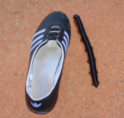 KeesKennis: Duisendpoot