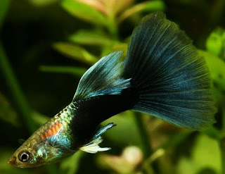 Rubinowe akwarium: Gupiki - ryby dla początkujących.