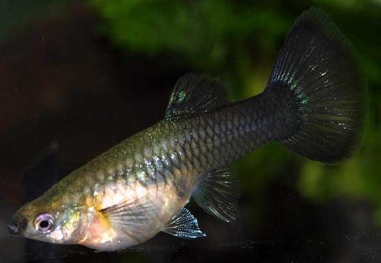 Rubinowe akwarium: Gupiki - ryby dla początkujących.