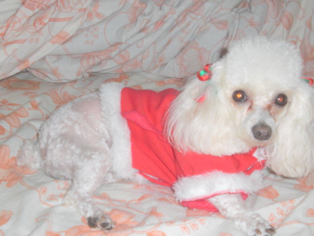 MASCOTAS LA VOZ DEL PUEBLO: El French Poodle es una raza que se ...