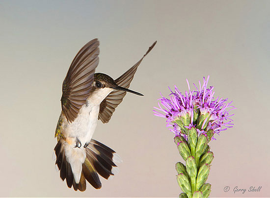 TratoHecho.com: Hiperrealistas fotografías de pájaros
