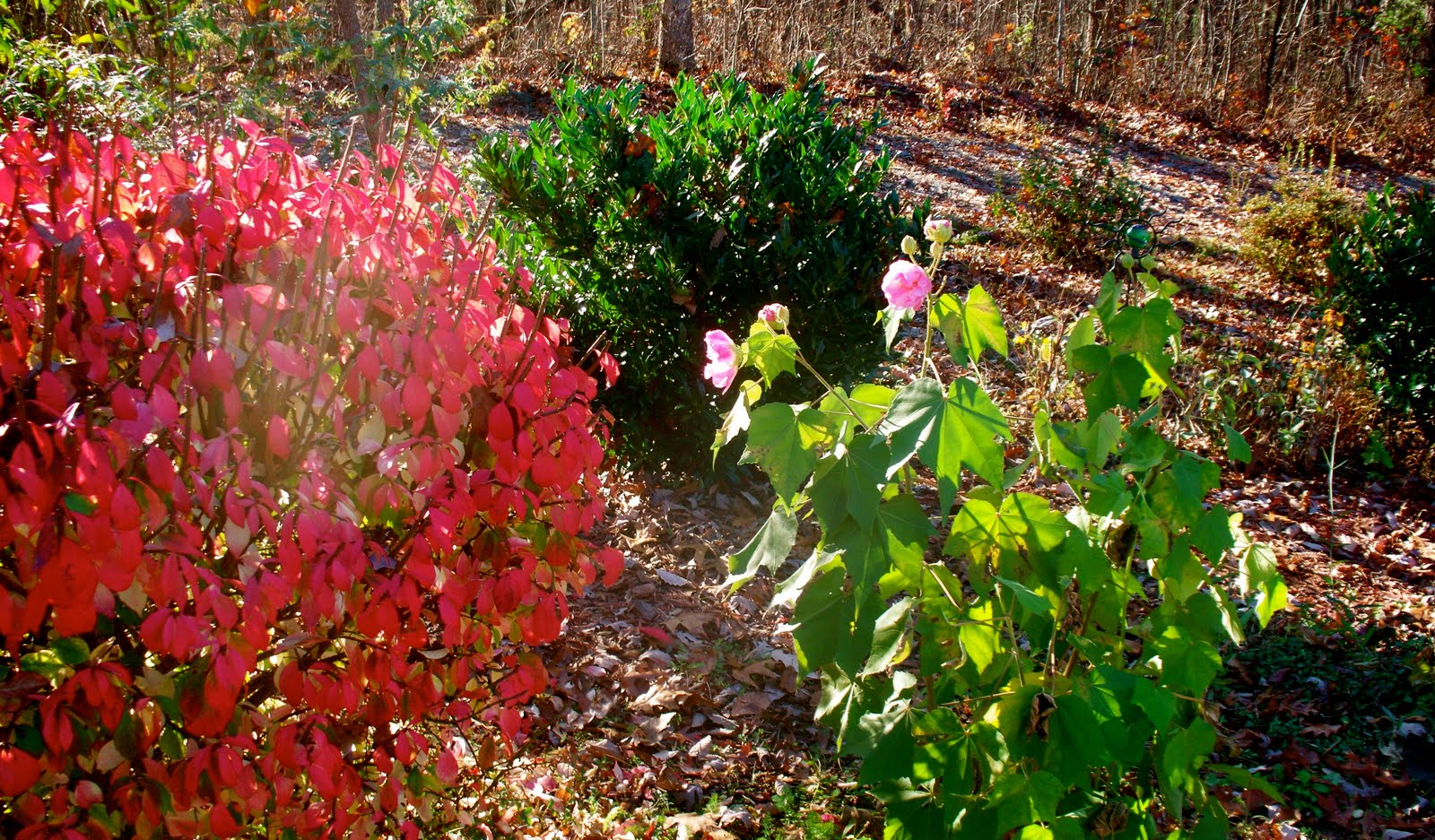 Living Above the Frost Line: November Days in the Southern Appalachian ...