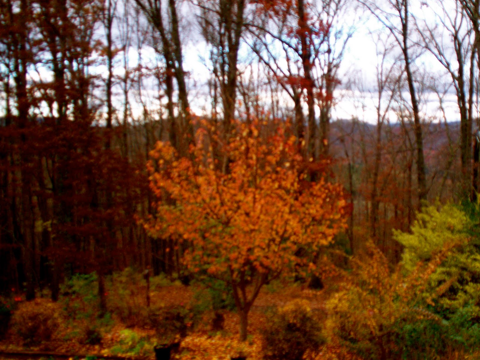 Living Above the Frost Line: November Days in the Southern Appalachian ...