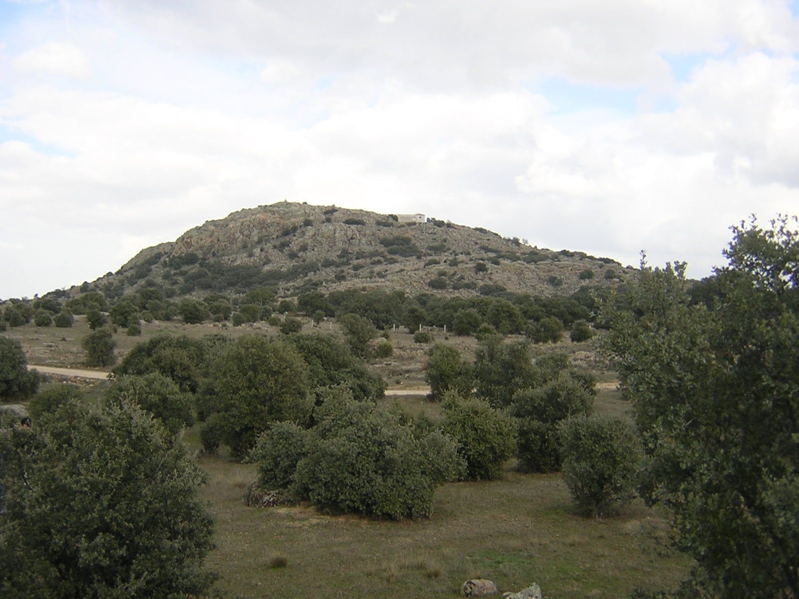 El rincón de la botánica: Lo usos de la encina (Quercus rotundifolia Lam.)