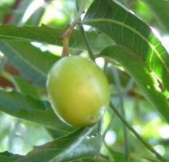 Nim Indiano (Azadiractina) e seus derivados