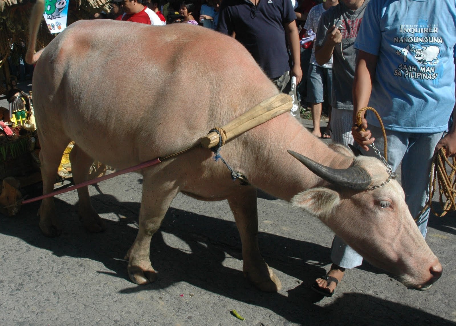 Naquem.: Haw, Haw, the Karabaw. Part 1.