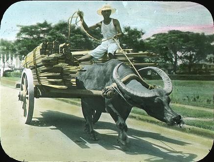 Naquem.: Haw, haw, the Karabaw. Part 3.