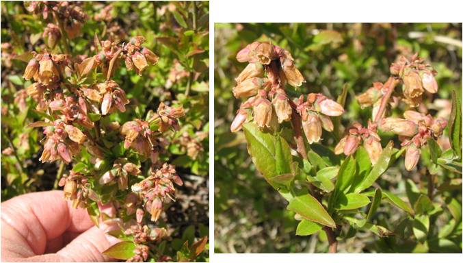 Maine Wild Blueberries: Damage to Blueberry Flowers - Is it Frost or ...