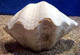 A maior concha de molusco existente é a do bivalve chamado Tridacna ...