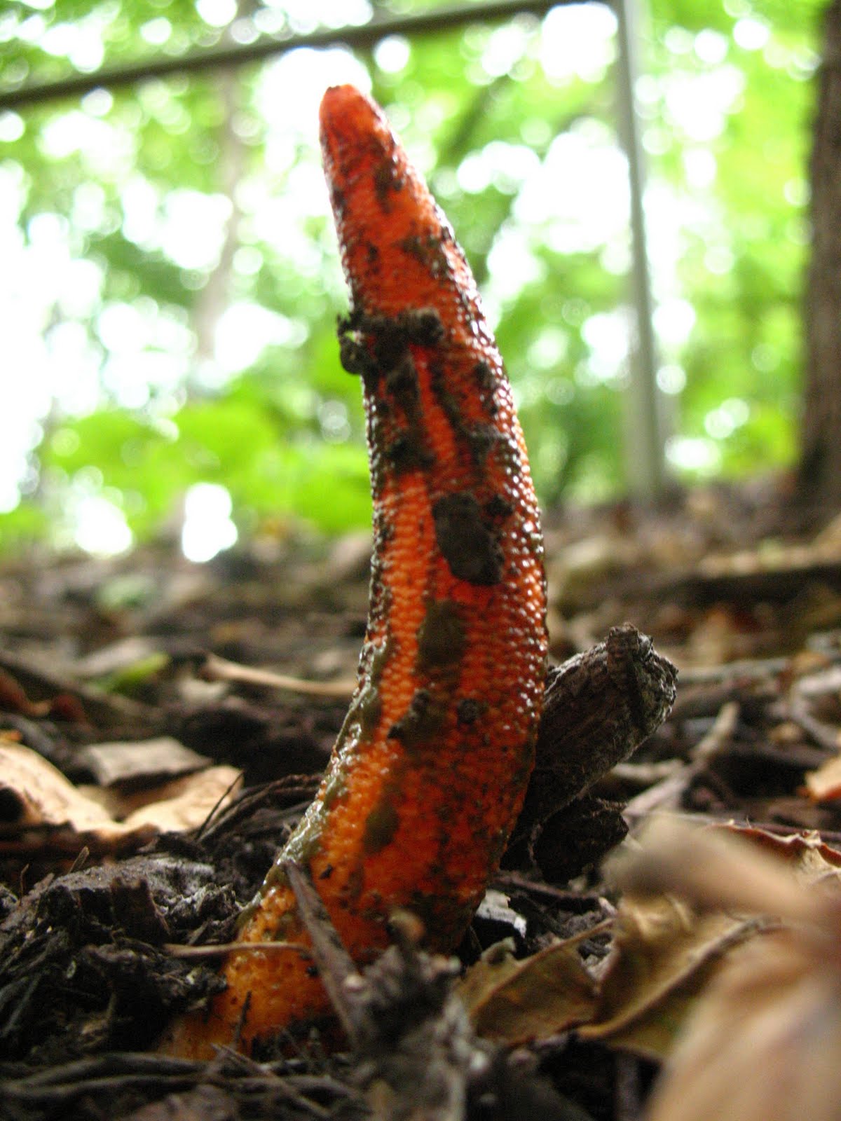 Horticulture In Arkansas Orange Tube Like Horn Like Stinky Fungus Aka Stinkhorn