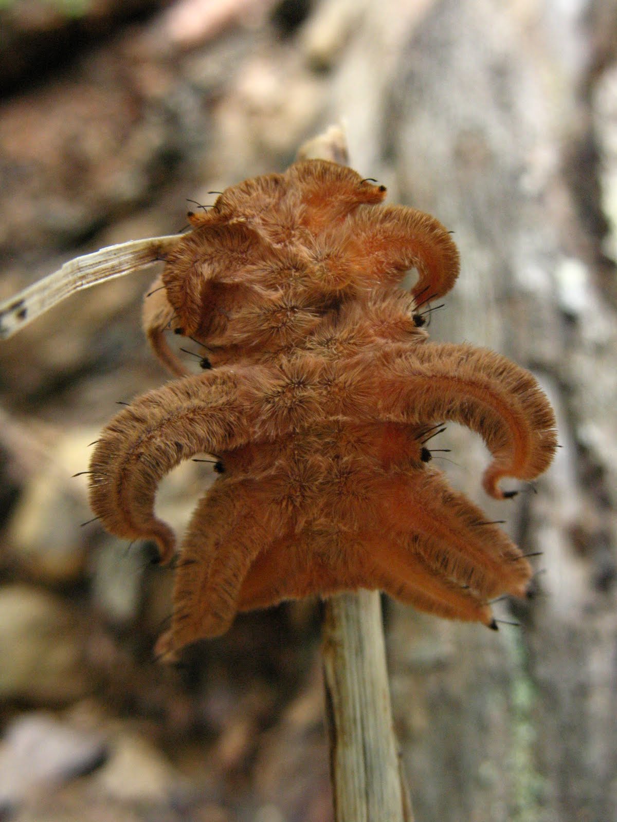 Horticulture in Arkansas: Monkey Slug Caterpillar