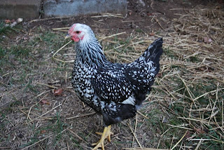 ZaskarLE- Two wheeled pursuit of happiness: Chicken Show!