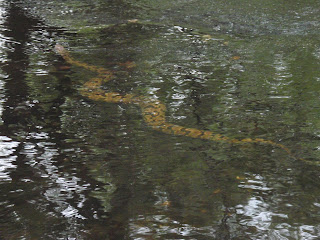 SOUTH GEORGIA KAYAK FISHING: WITHLACOOCHEE & LITTLE RIVER convergence ...
