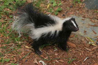 Tails of Tankene: a Norwegian Forest Cat: Baby Skunks