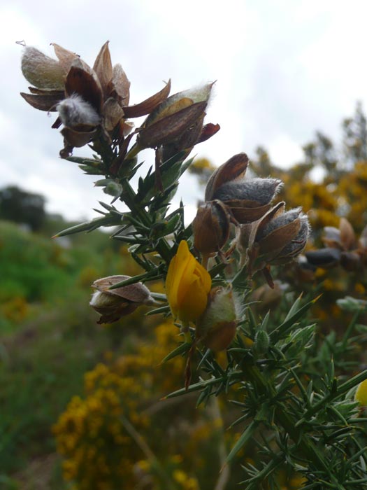 pitchfork projects: Managing gorse (Ulex europaeus) - a permaculture ...