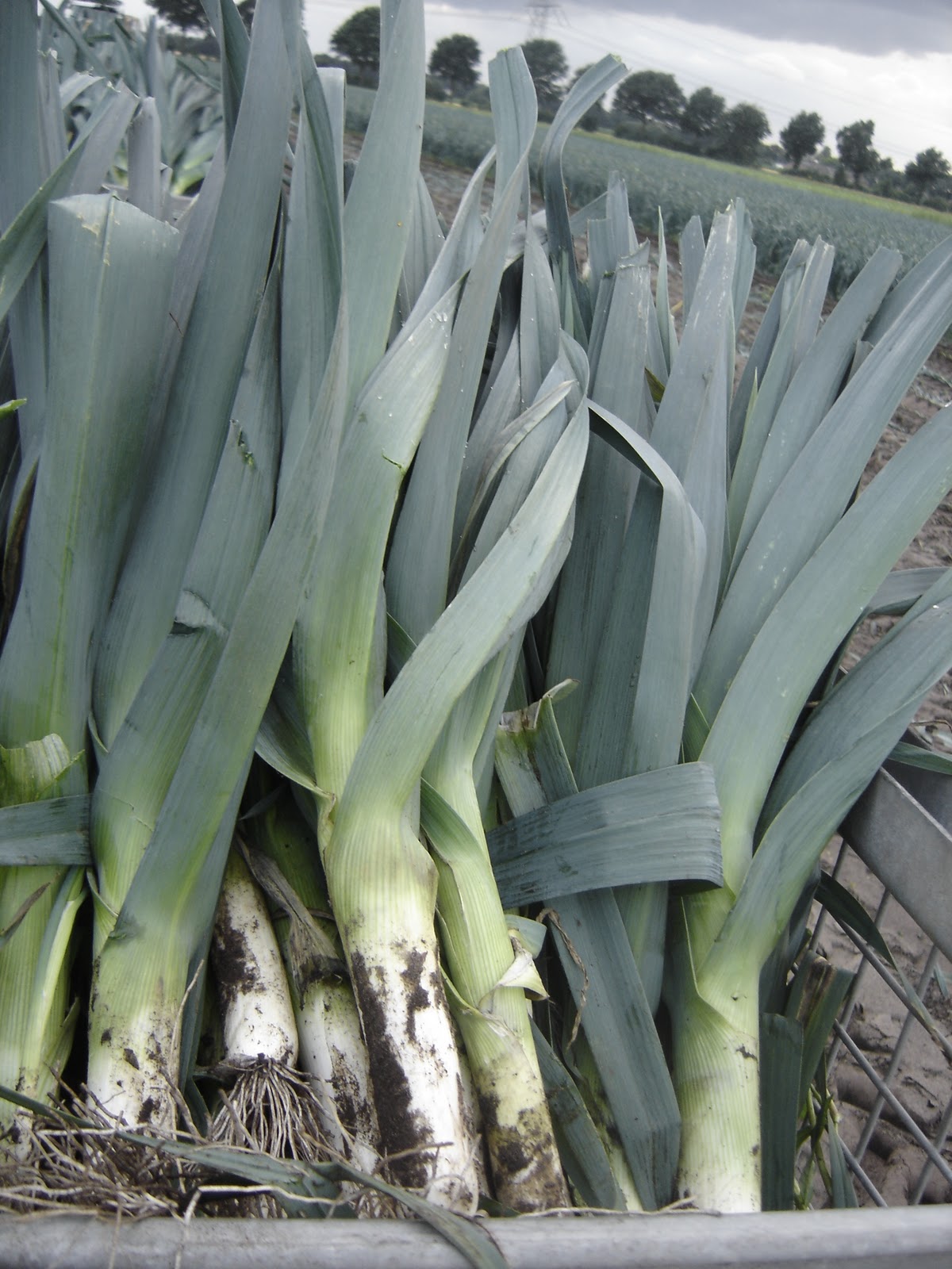 der Winter: Porree ernte ganz Automatisch