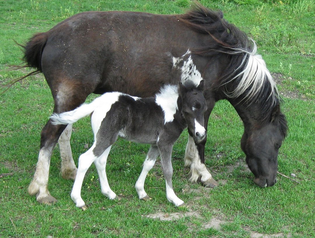 Toad Hill Miniature Horses: June Bug's First Foal