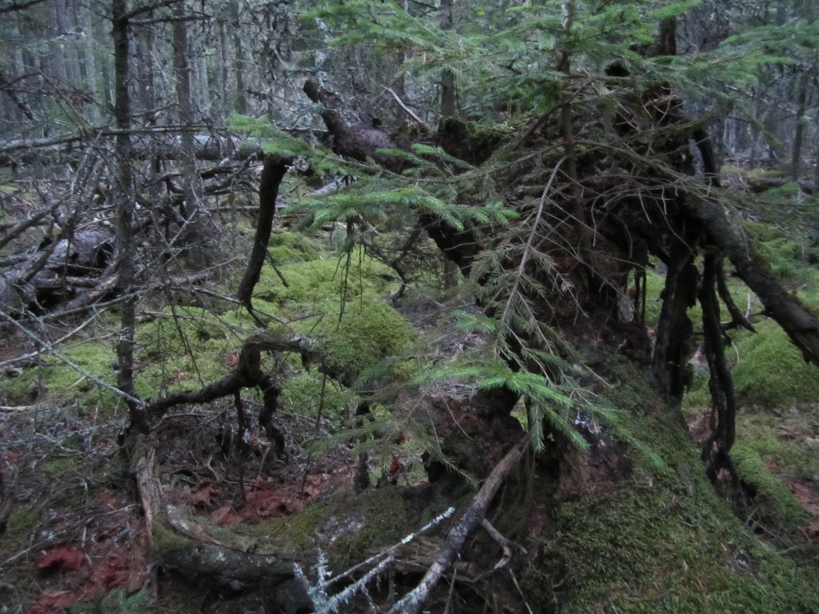 a year of getting up to meet the day: primordial forest