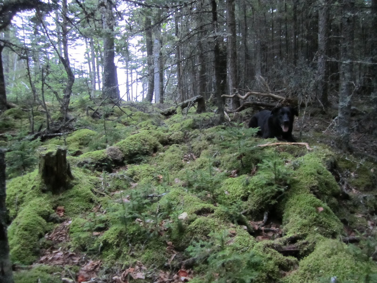 a year of getting up to meet the day: primordial forest