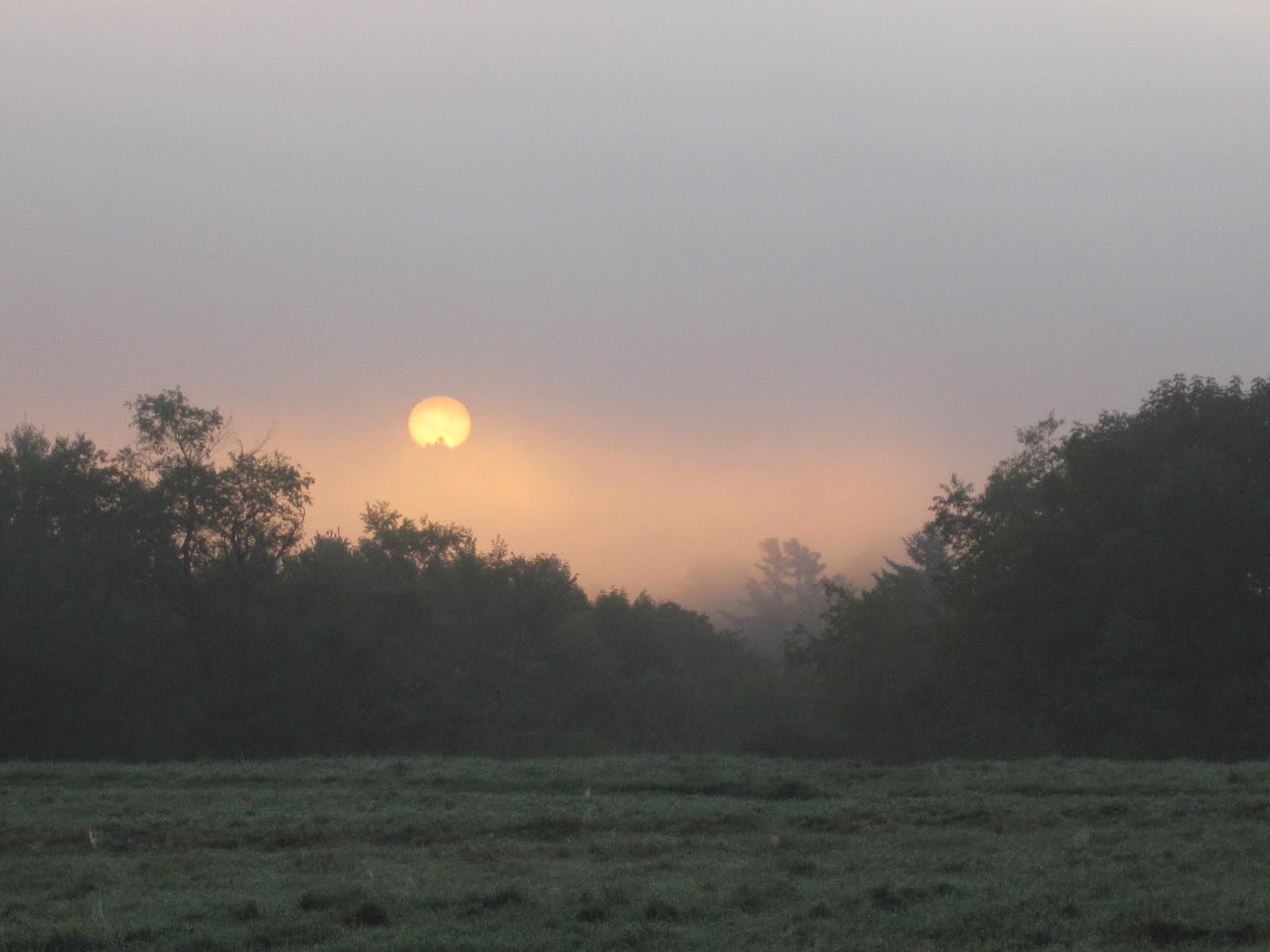 a year of getting up to meet the day: Rachel Field poetry