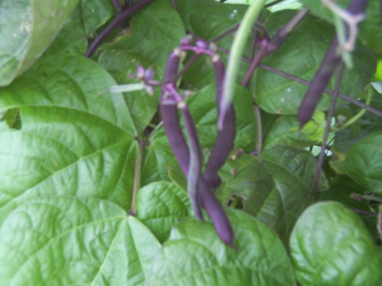 Dogs and Country: July 2010