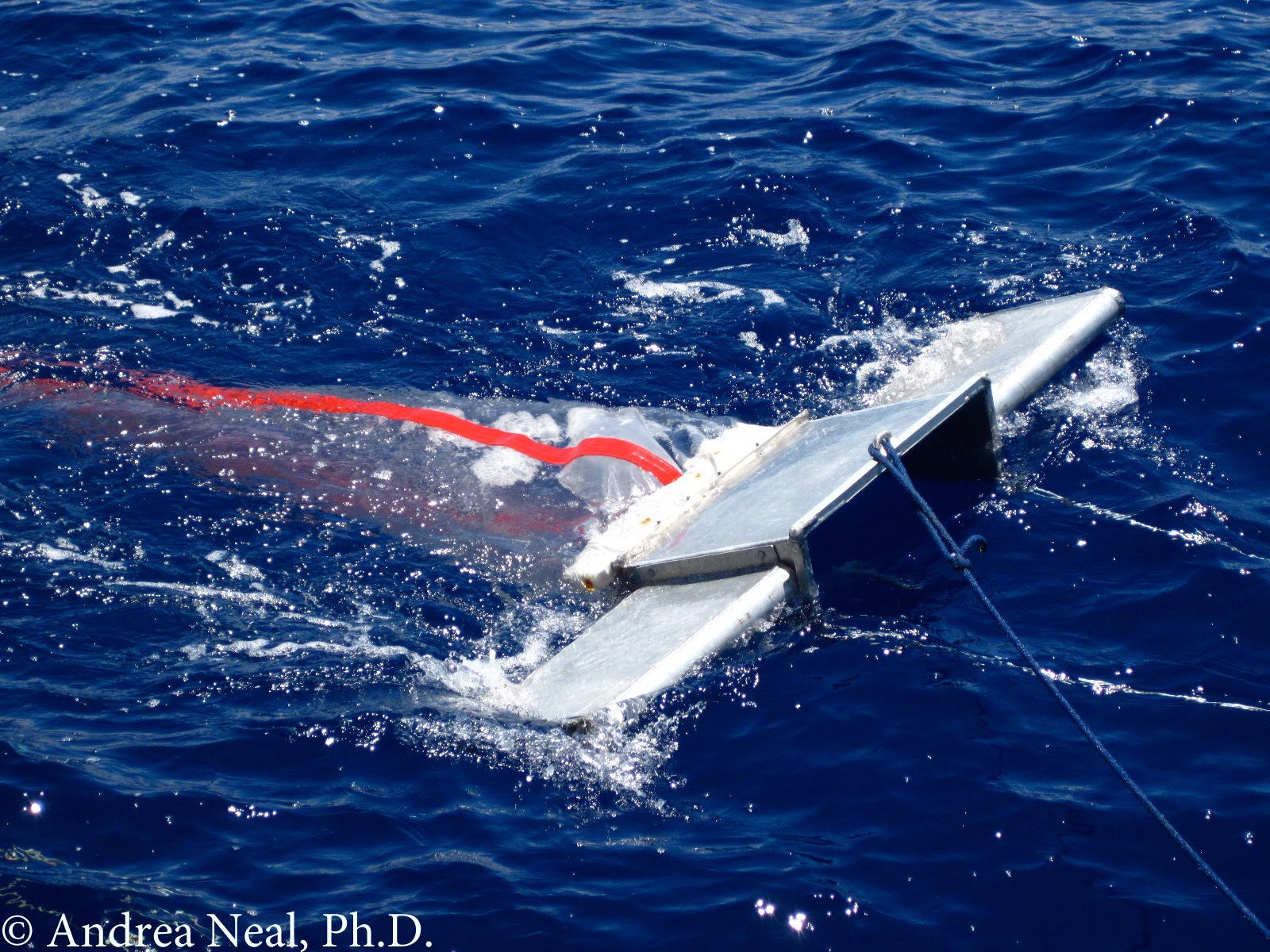 Blue Ocean Sciences: Day 03 S/V Kaisei: Launching of the Manta Trawl
