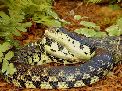 tran thi thuy animal: Twee Malagasy Giant Hognosed slangen ontsnappen ...