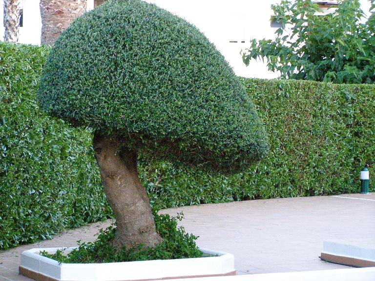 ARBOLES DE KARRANTZA Y DE OTROS LUGARES: Árbol Boj topiaria