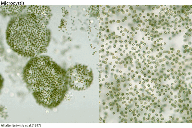 The Data of Microbiology: Cyanobacteria