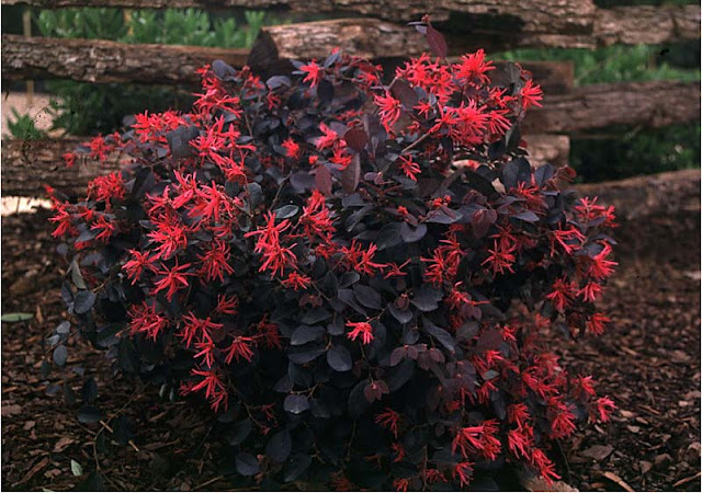 Beechwood Landscape Architecture and Construction: Featured Plant of ...