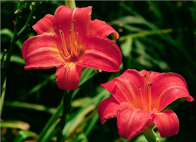 Beechwood Landscape Architecture and Construction: Day Of The Daylily