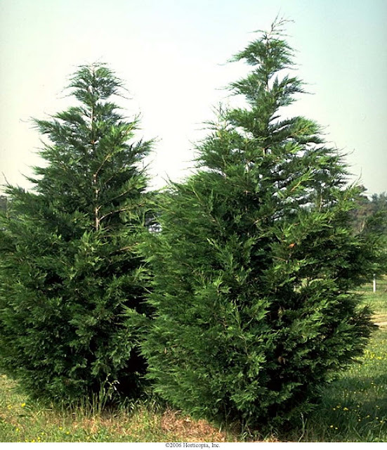 Beechwood Landscape Architecture and Construction: Leyland Cypress ...