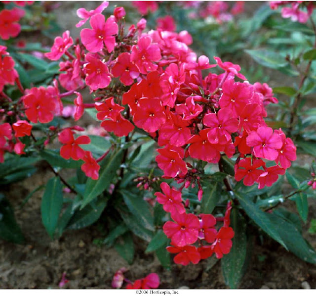 Beechwood Landscape Architecture and Construction: Summer Phlox ...