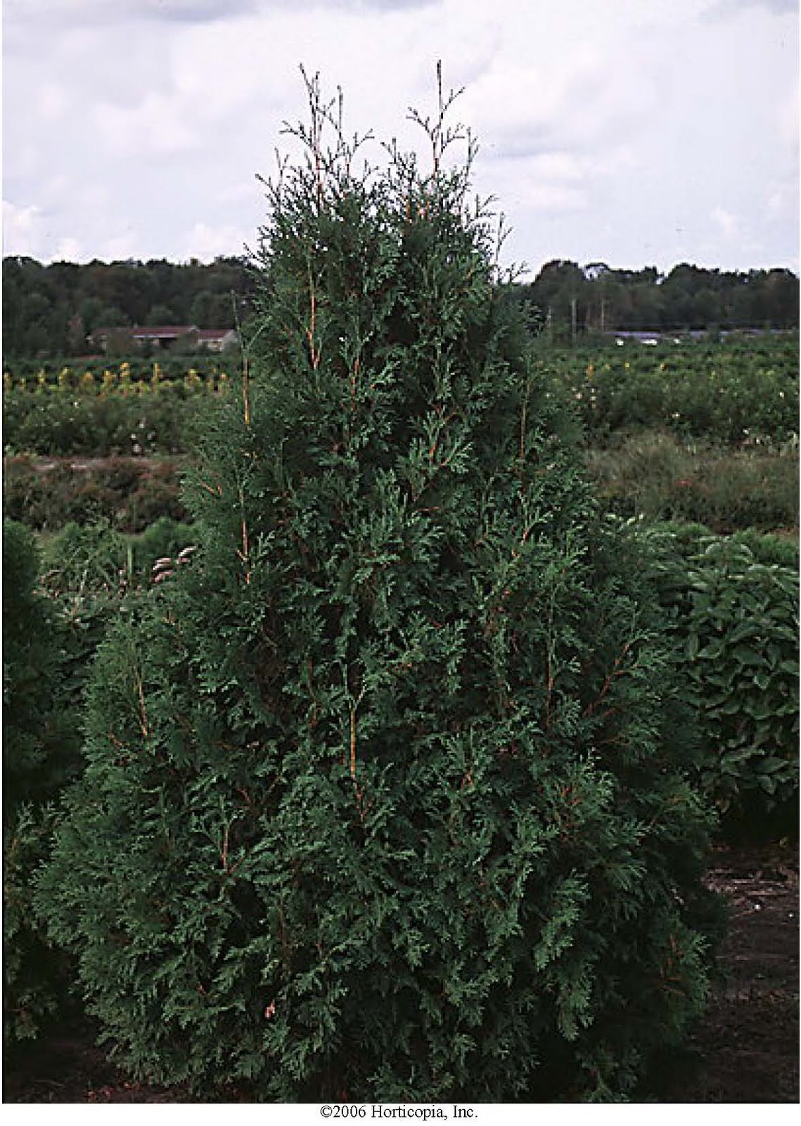 Beechwood Landscape Architecture and Construction: Eastern Arborvitae ...