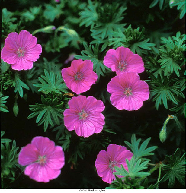Beechwood Landscape Architecture and Construction: Blood Red Cranesbill ...